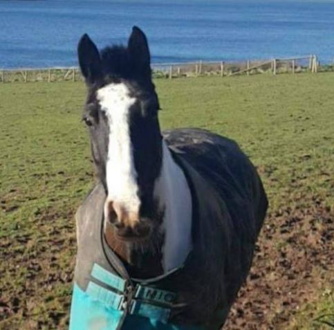 Horses at Wembury Bay Riding School