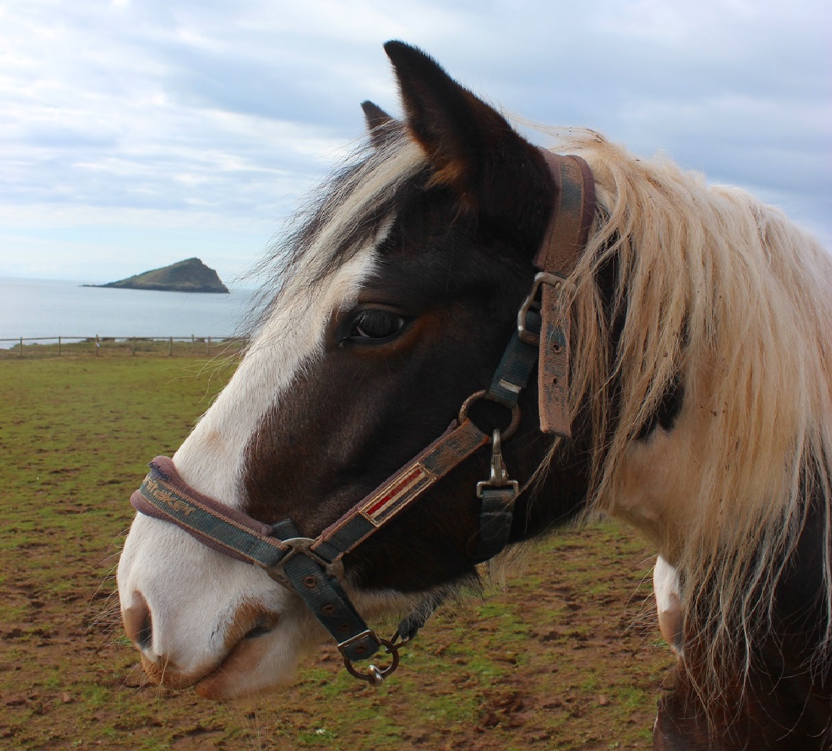 Horses at Wembury Bay Riding School