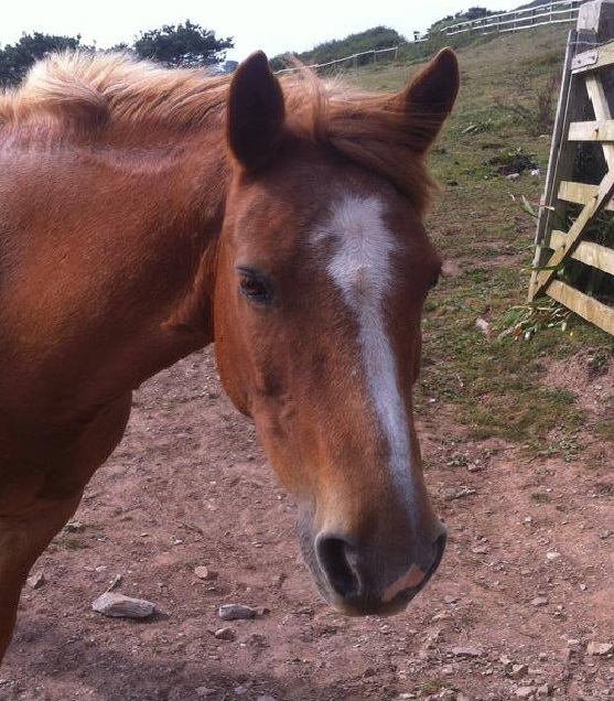 Horses at Wembury Bay Riding School