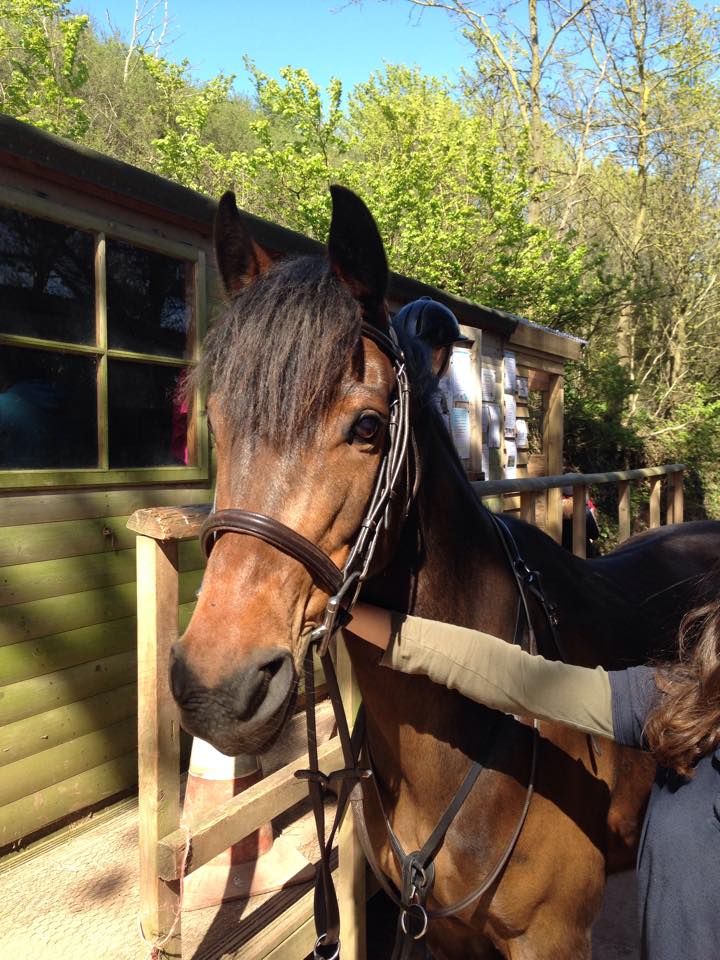 Horses at Wembury Bay Riding School